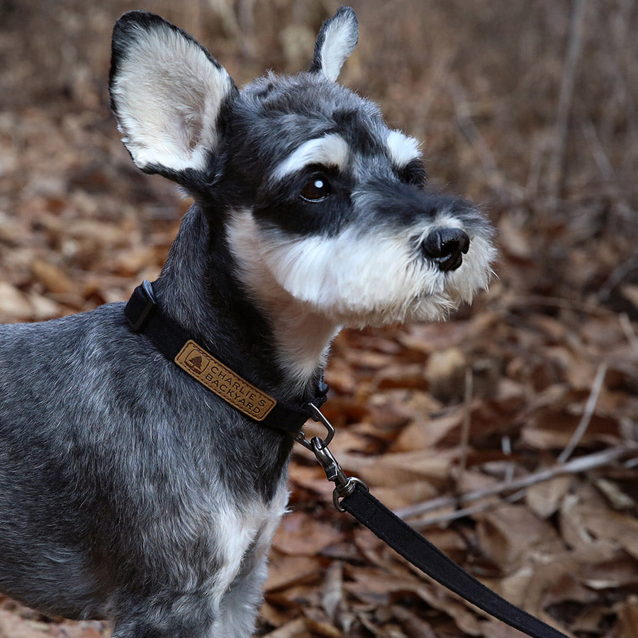 EASY LEASH by CHARLIE'S BACKYARD WS (BLACK) – Petsaporter