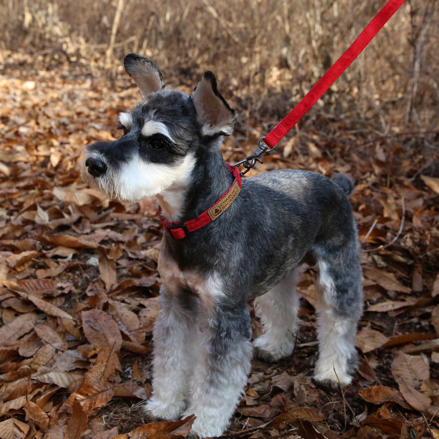 EASY LEASH by CHARLIE'S BACKYARD WS (RED) – Petsaporter